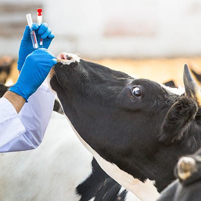 Shop Farm Animal Pharmacy - Livestock Medications & Care