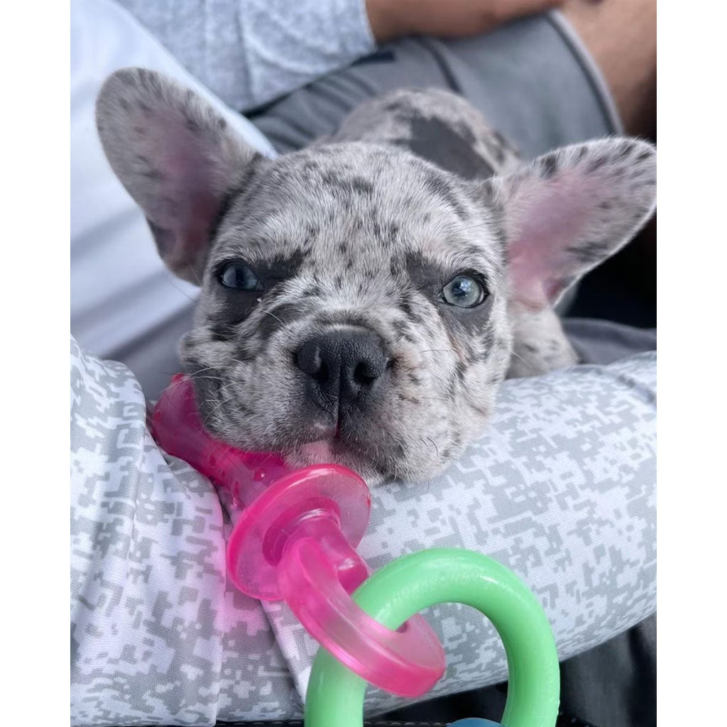 Teething Relief: Nylabone Puppy Pacifier Chew