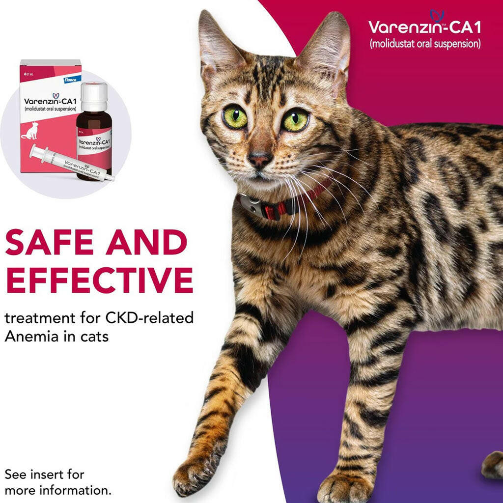 Varenzin-CA1 - Molidustat Oral Suspension for Cat Anemia Treatment