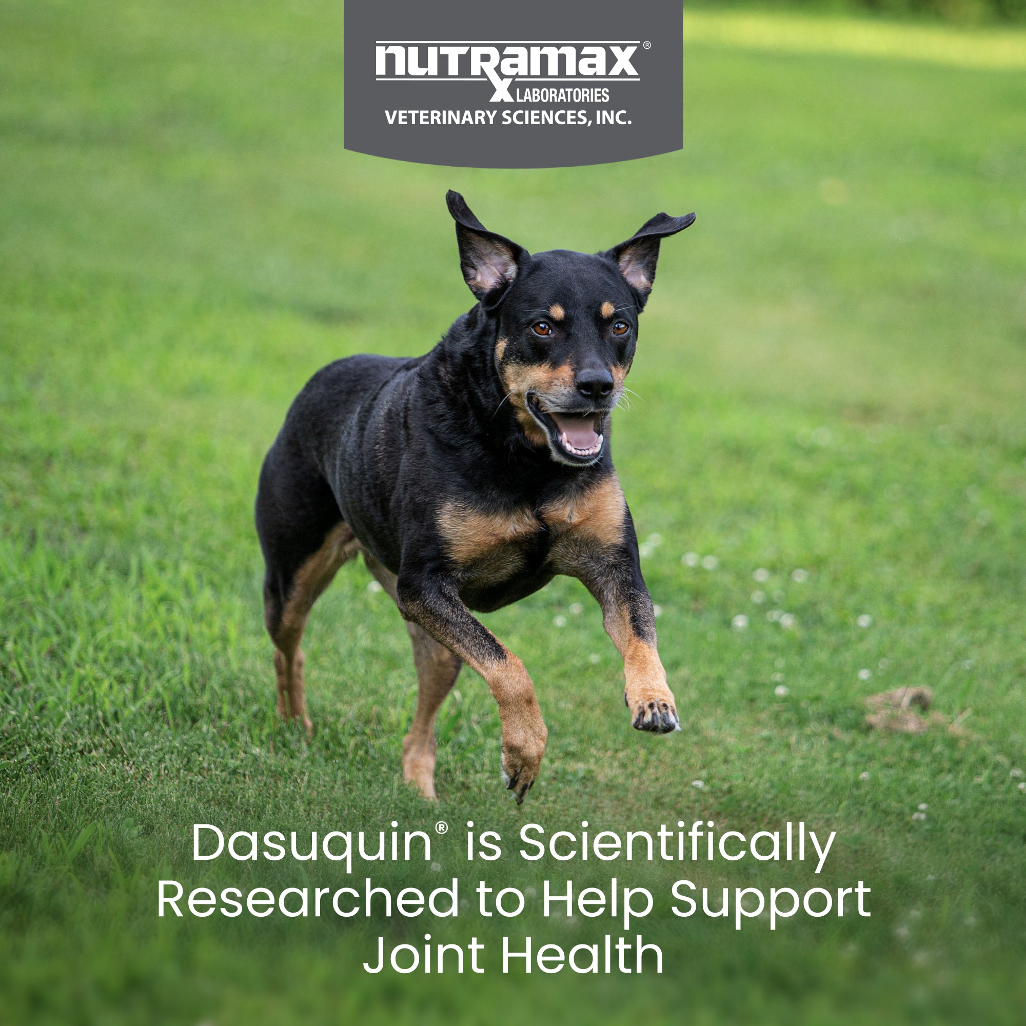 Dasuquin Joint Health Supplements for Dogs & Cats | HardyPaw