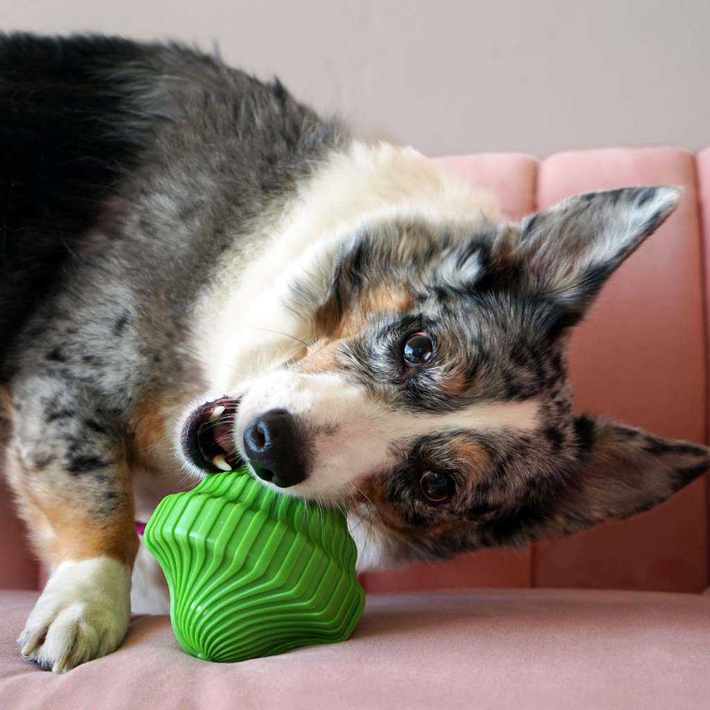 KONG Squeezz Orbitz Spin Toy for Dogs - Assorted Colors