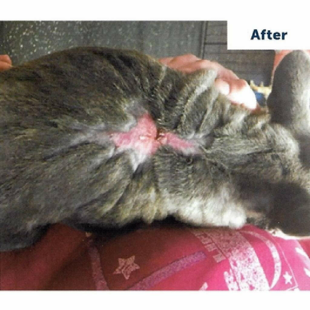 Vetericyn VF Plus Antimicrobial Hydrogel - Wound Care for Pets