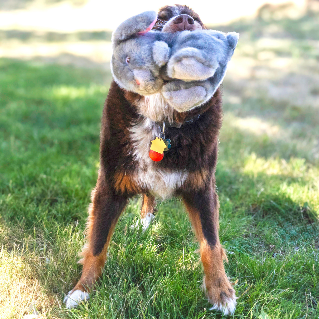 KONG Toughz Dog Toy
